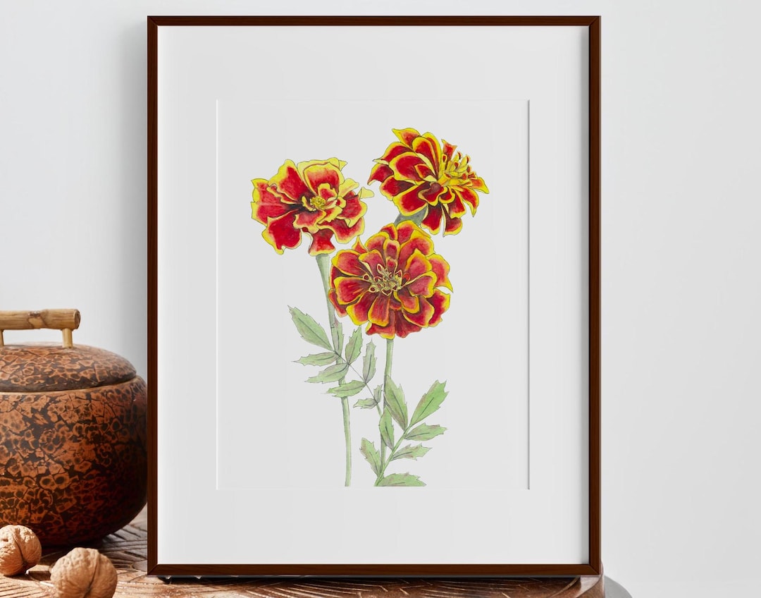 Watercolor Marigold Flower Painting Art Print for Home Decor or ...