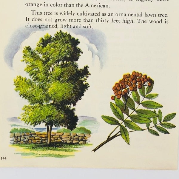 Rowan Tree Art - Etsy