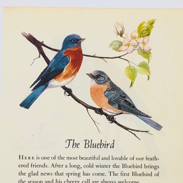 Vintage Bluebird - Etsy
