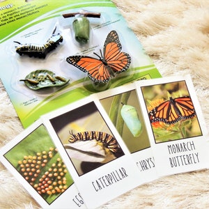 FLASH CARDS Plus Butterfly Figure Set Matching Cards Life Cycle Monarch ...