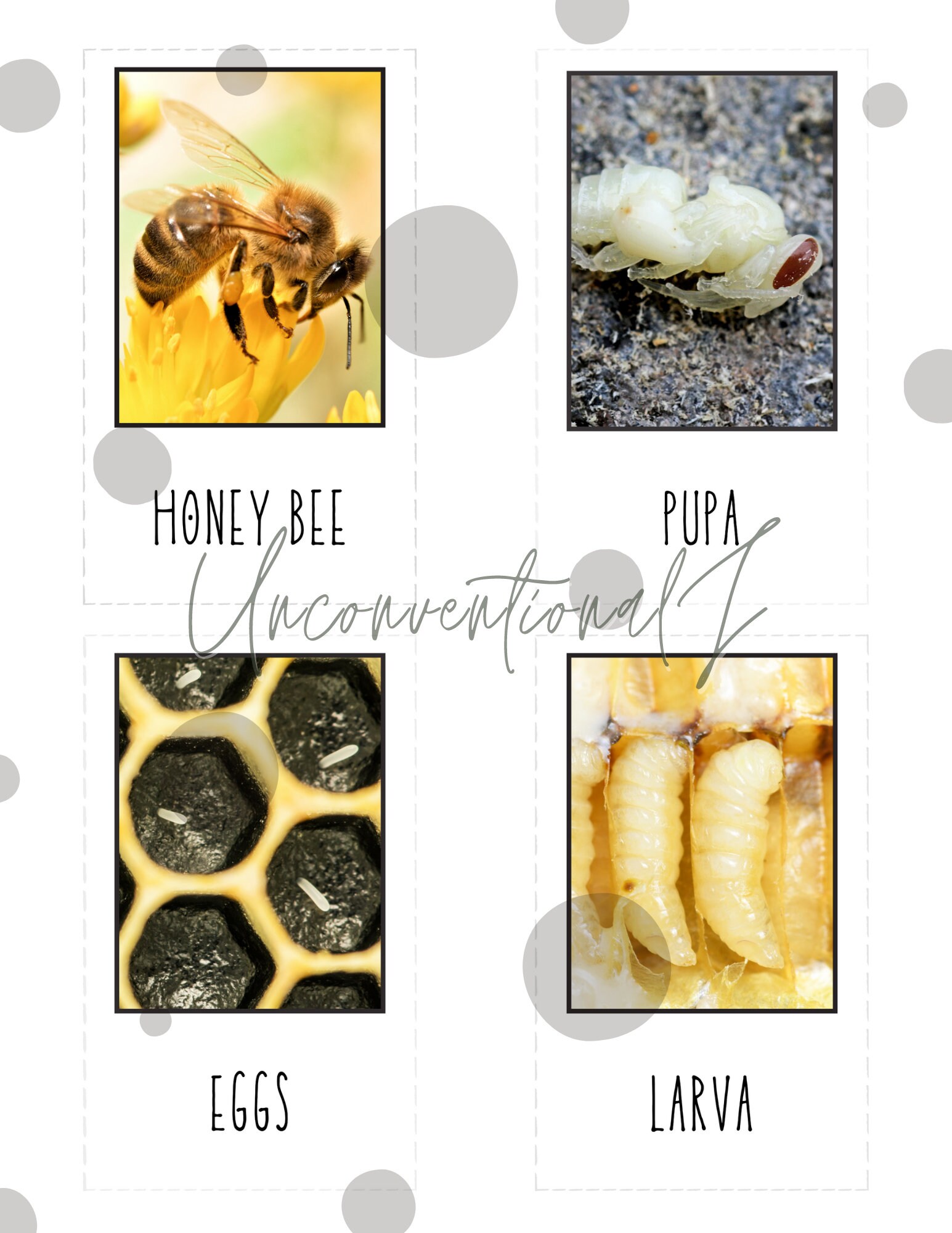Honey Bee Life Cycle Matching Cards, Homeschool Printable (PDF File) - Etsy