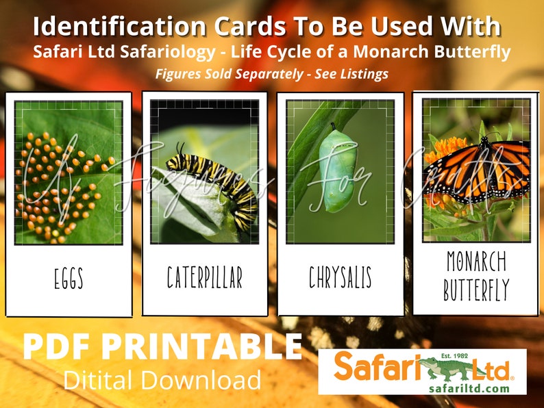 PRINTABLE Matching Cards Identification Flash Cards Monarch - Etsy