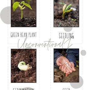 PRINTABLE Green Bean Plant Life Cycle Matching Cards Identification ...