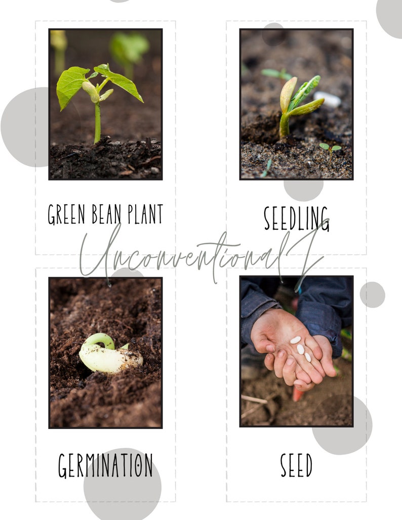 PRINTABLE Green Bean Plant Life Cycle Matching Cards Identification ...