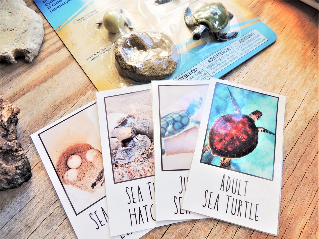 FLASH CARDS & FIGURES: Animal Object Matching Cards Life Cycle of a Sea ...