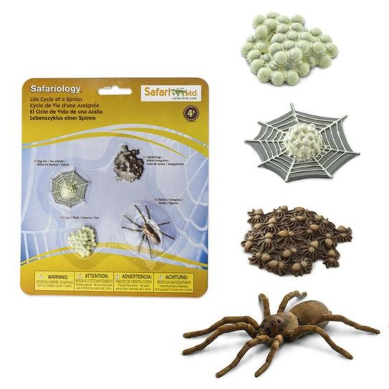Life Cycle of a Spider Figurines Homeschool Learning Tools Home ...