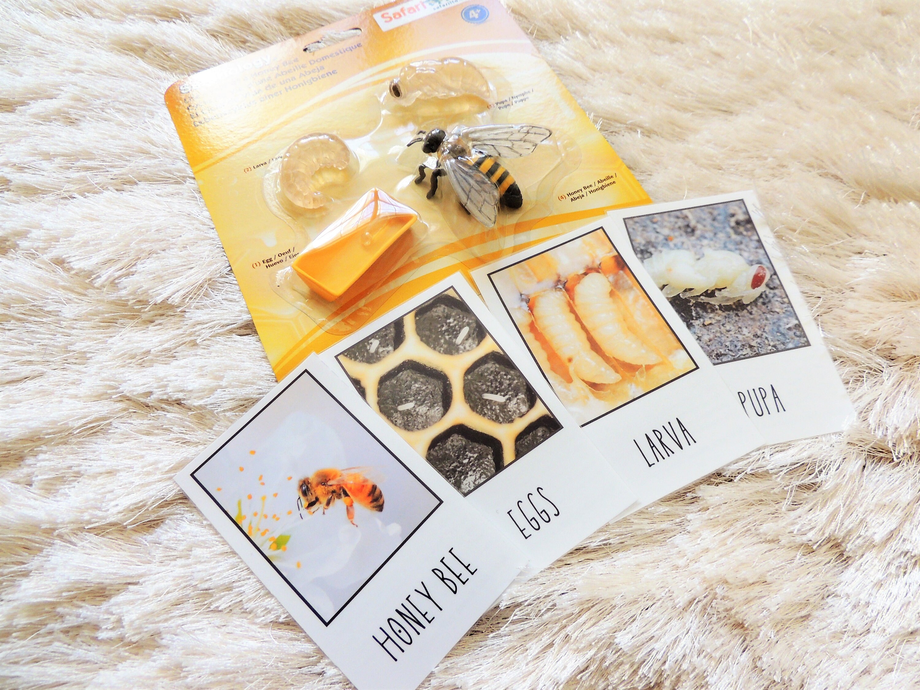 Animal Object Matching Cards Life Cycle of a Honey Bee Figure - Etsy