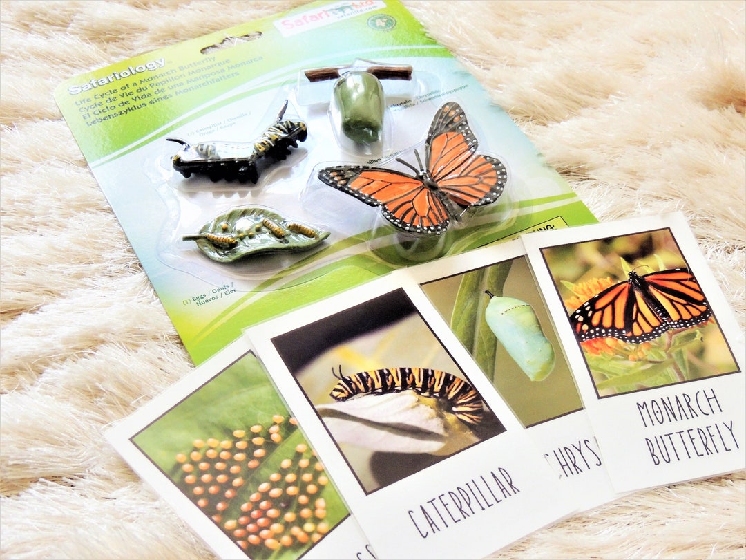 FLASH CARDS Plus Butterfly Figure Set Matching Cards Life Cycle Monarch ...