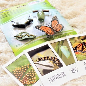 FLASH CARDS Plus Butterfly Figure Set Matching Cards Life Cycle Monarch ...