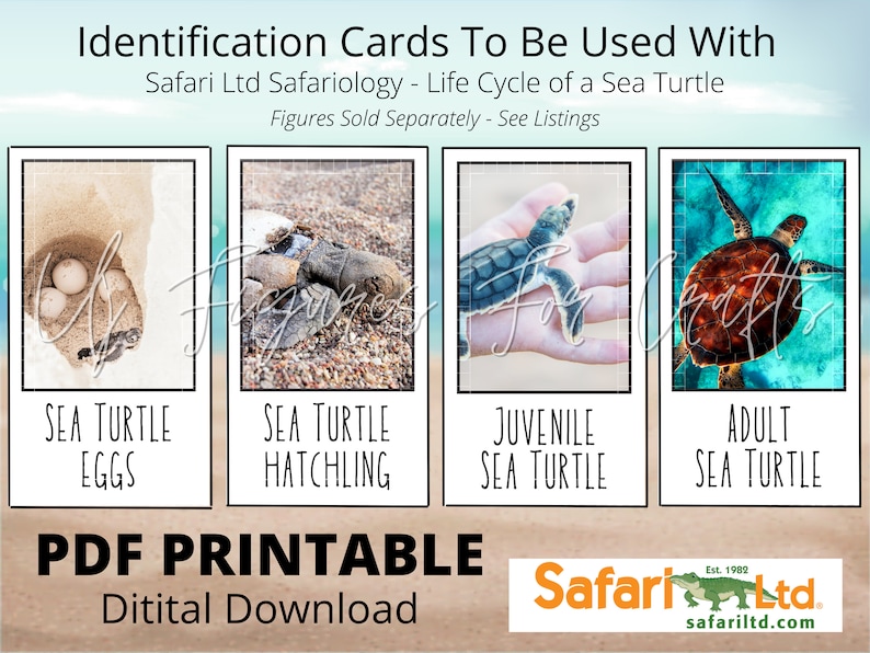FLASH CARDS PRINTABLE: Green Sea Turtle Life Cycle Matching - Etsy
