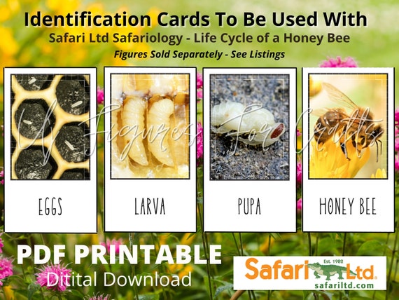 PRINTABLE Honey Bee Life Cycle Matching Cards Identification | Etsy