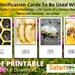 PRINTABLE Honey Bee Life Cycle Matching Cards Identification Flash ...