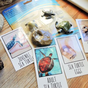 FLASH CARDS & FIGURES: Animal Object Matching Cards Life Cycle of a Sea ...