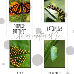 FLASH CARDS Plus Butterfly Figure Set Matching Cards Life Cycle Monarch ...
