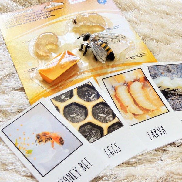 Life Cycle of a Honey Bee - Etsy