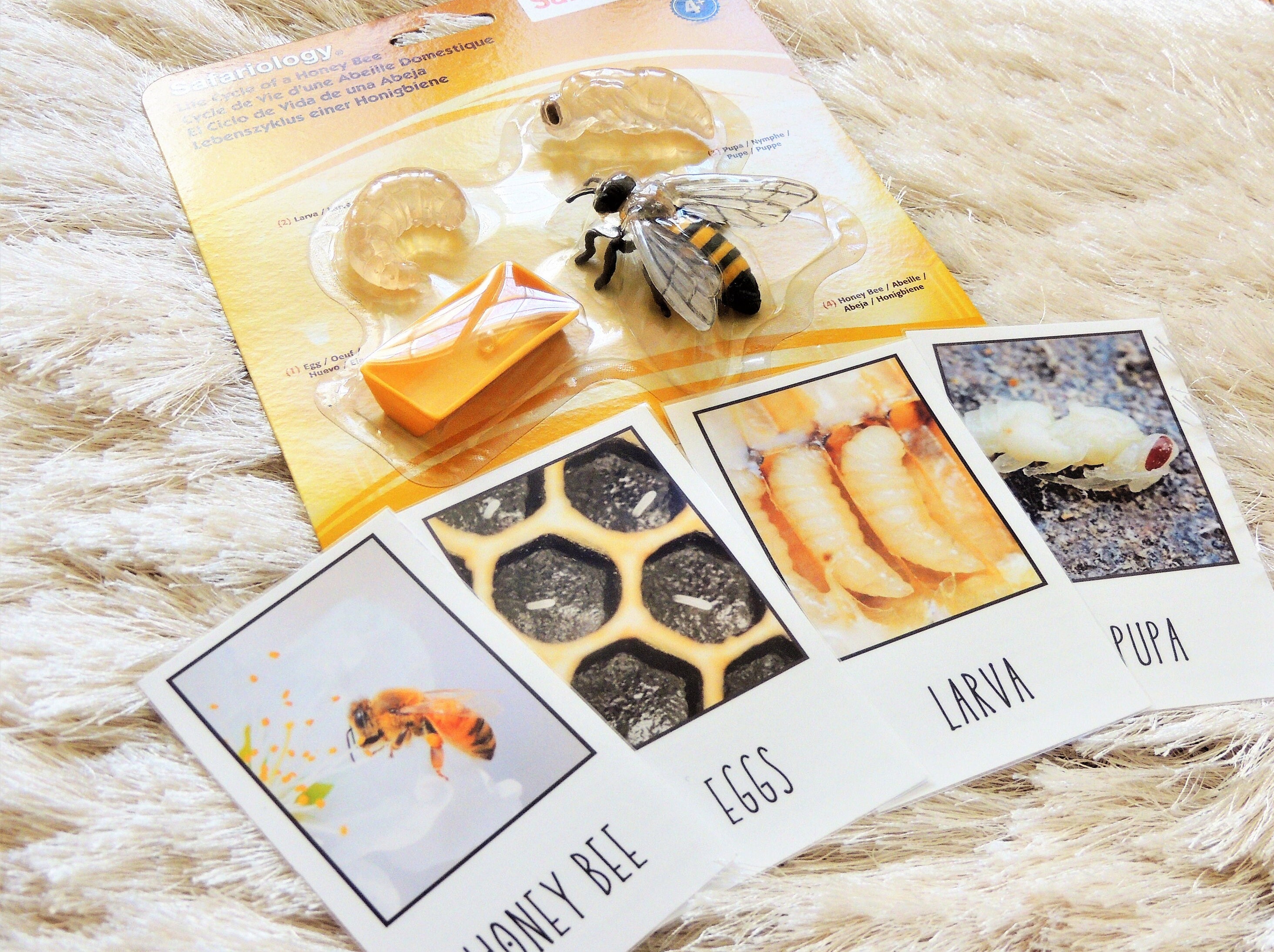 Animal Object Matching Cards Life Cycle of a Honey Bee Figure - Etsy