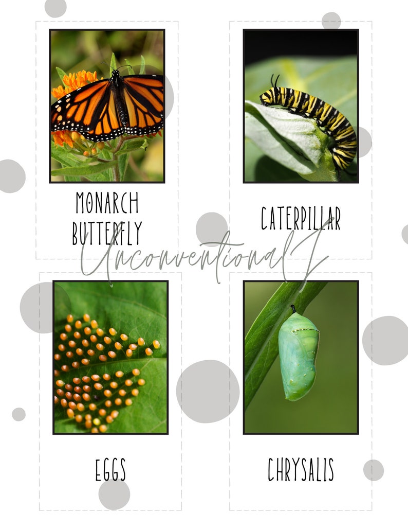 PRINTABLE Matching Cards Identification Flash Cards Monarch - Etsy