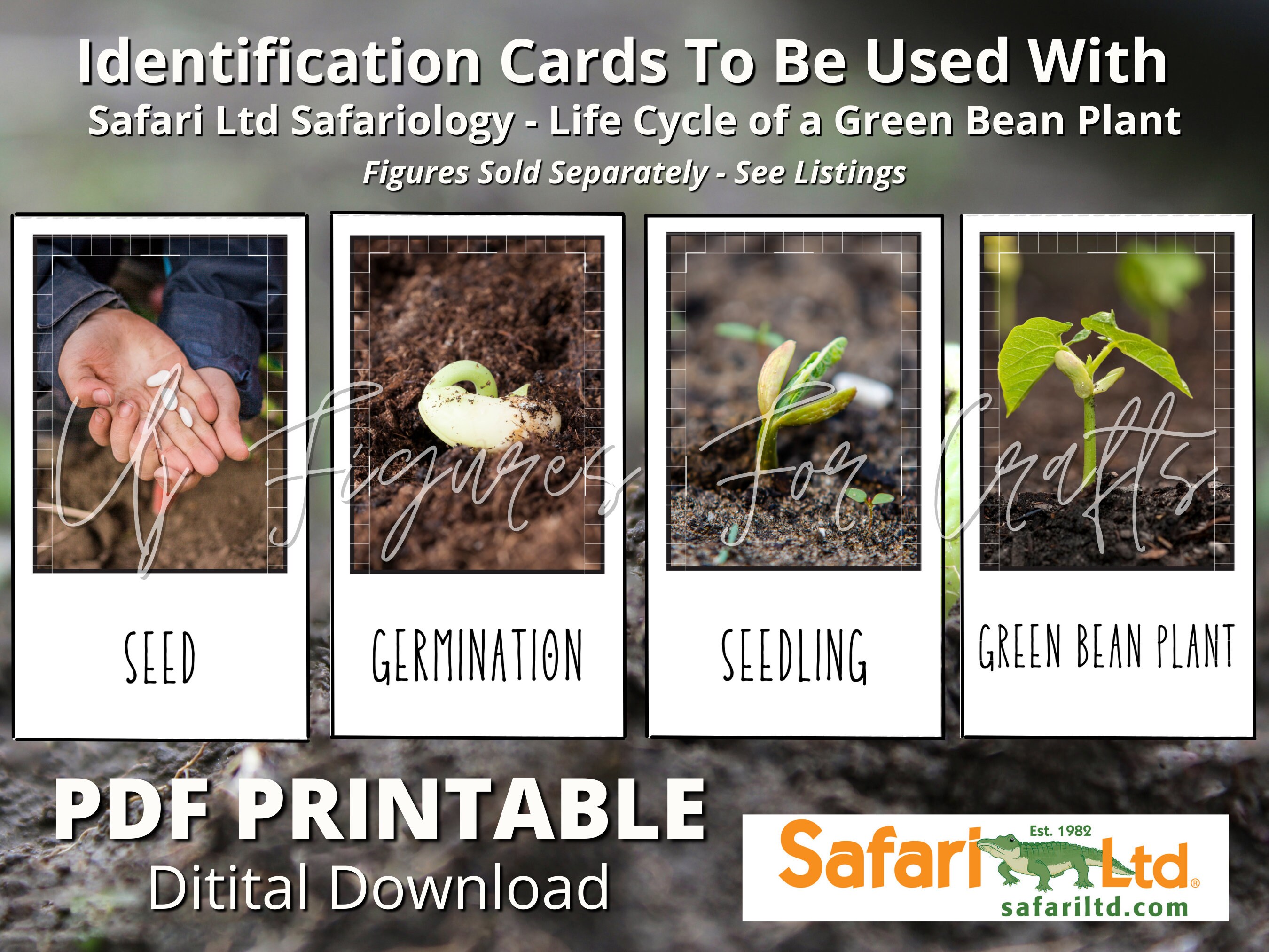 PRINTABLE Green Bean Plant Life Cycle Matching Cards | Etsy