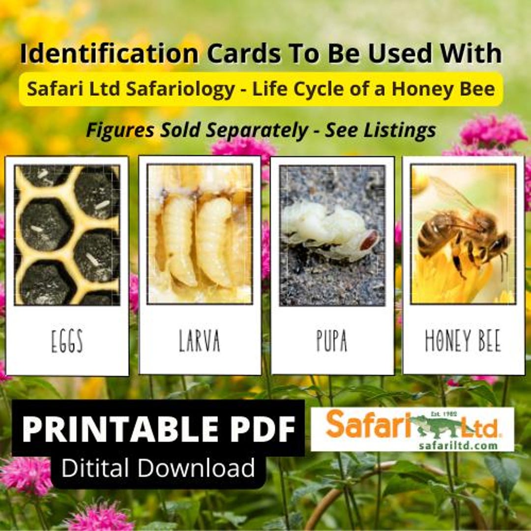 Honey Bee Life Cycle Matching Cards, Homeschool Printable (PDF File) - Etsy