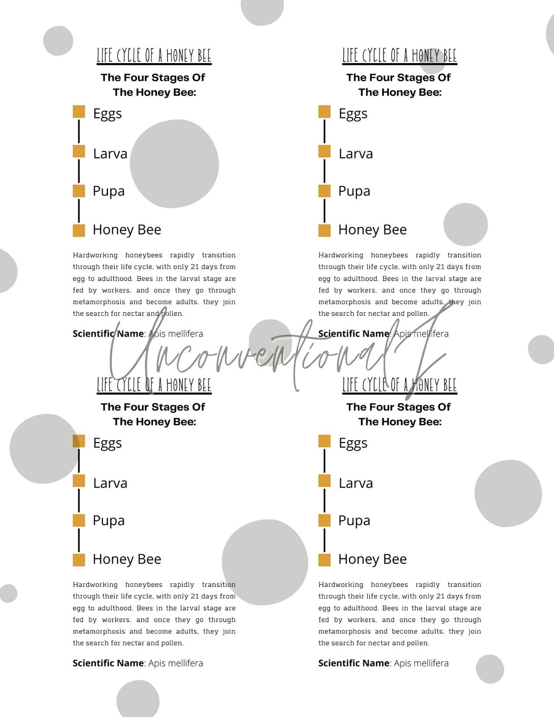 PRINTABLE Honey Bee Life Cycle Matching Cards Identification Flash ...