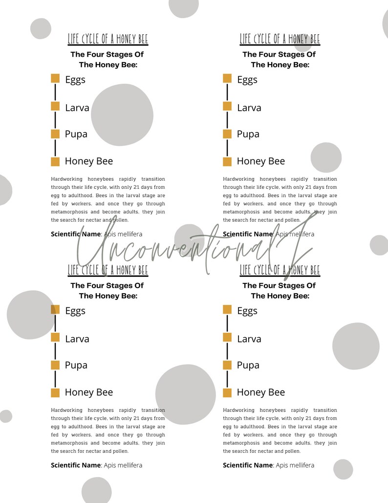PRINTABLE Honey Bee Life Cycle Matching Cards Identification | Etsy