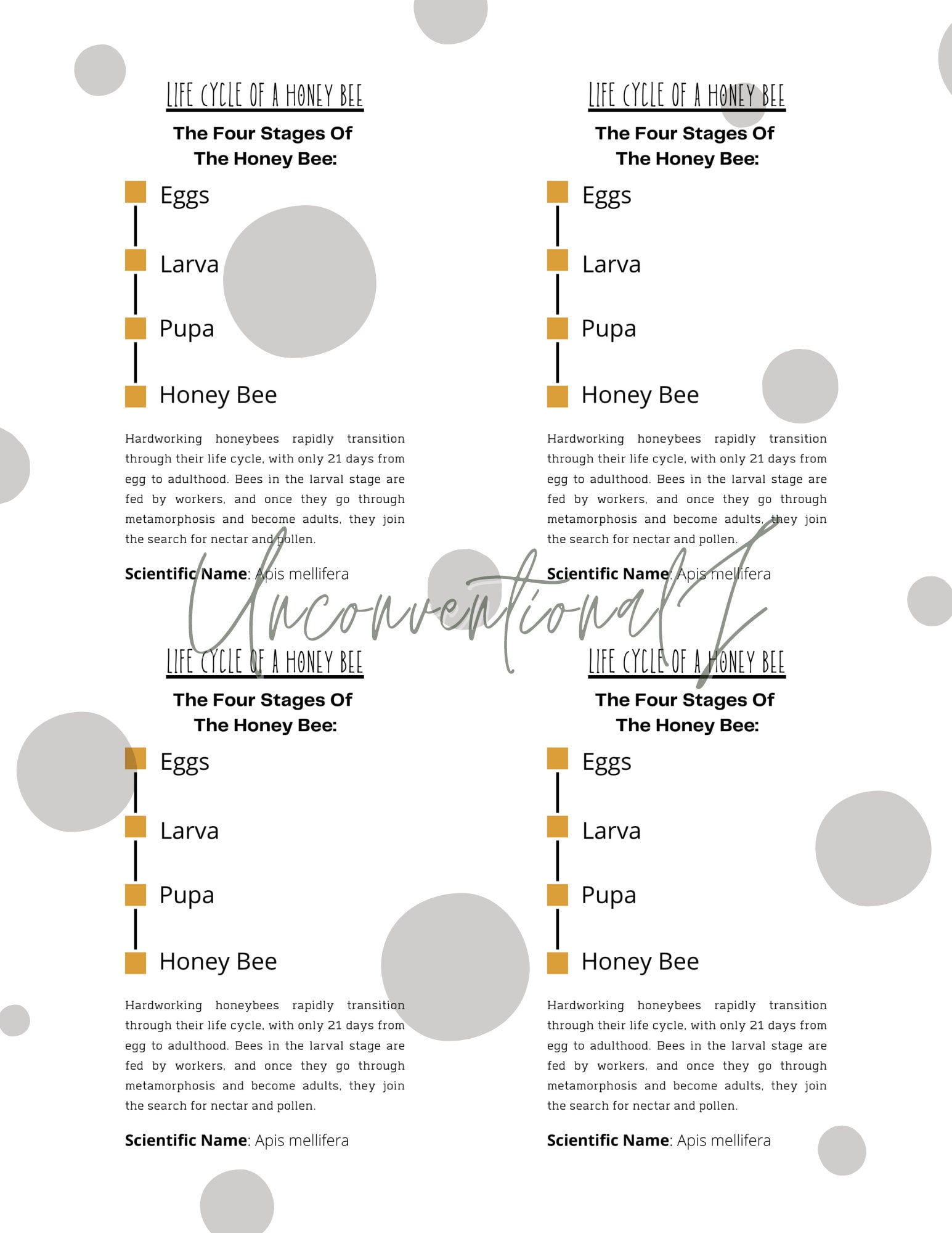 Honey Bee Life Cycle Matching Cards, Homeschool Printable (PDF File) - Etsy