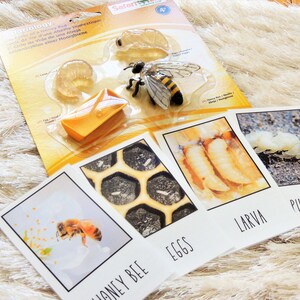 Life Cycle of a Honey Bee Figurine Homeschool Learning Tool Home ...