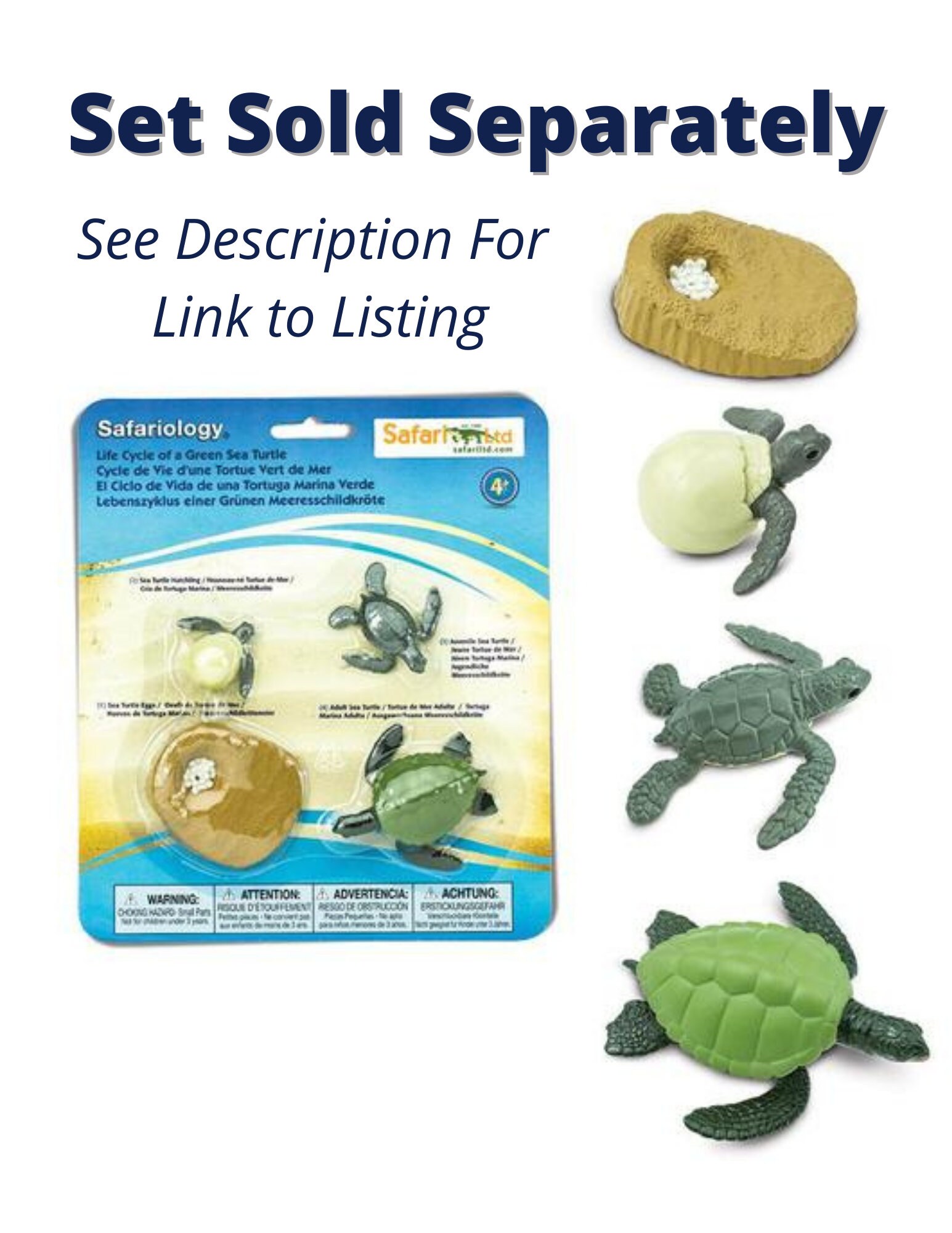 FLASH CARDS PRINTABLE: Green Sea Turtle Life Cycle Matching Cards ...