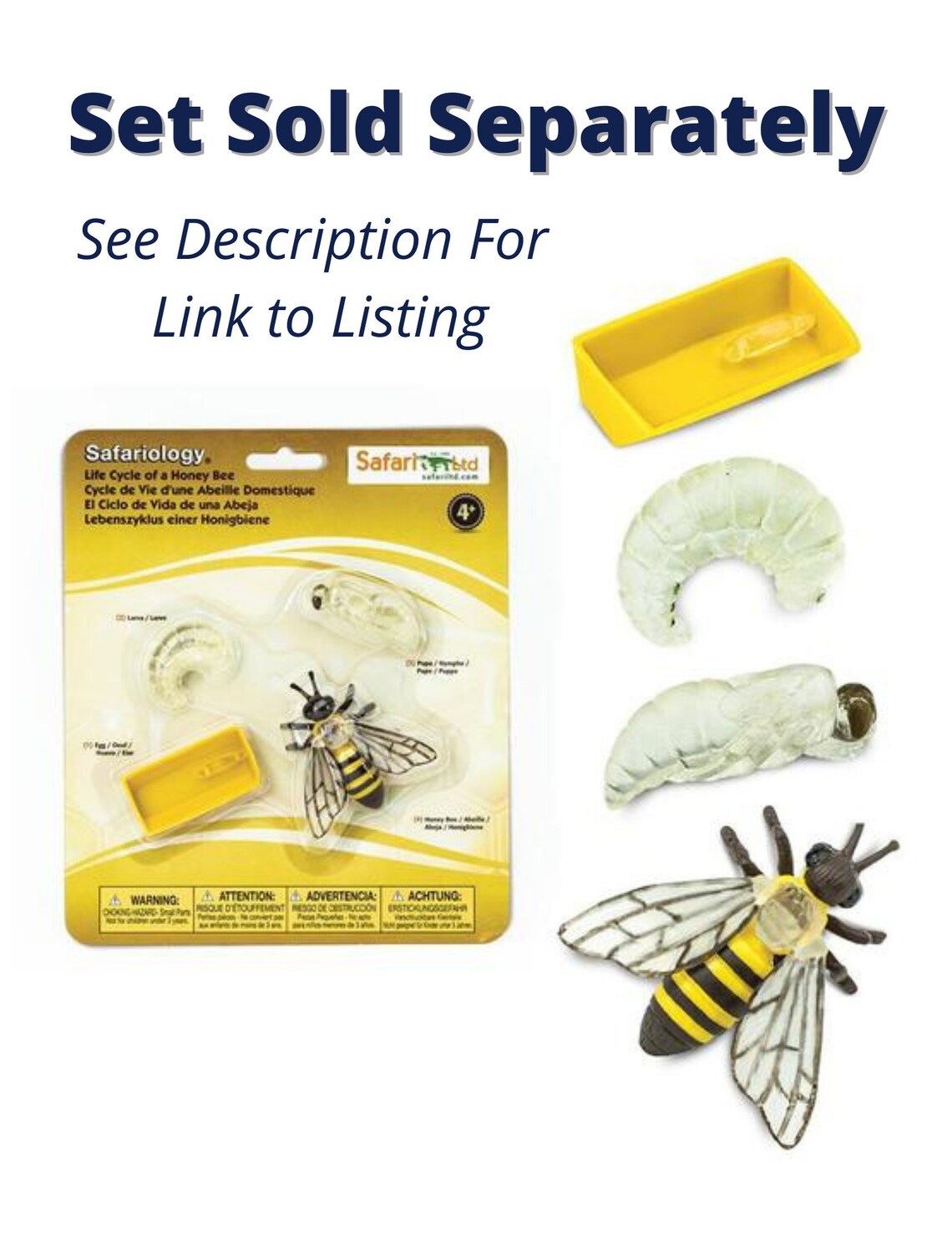 PRINTABLE Honey Bee Life Cycle Matching Cards Identification | Etsy