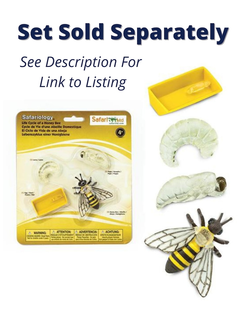 PRINTABLE Honey Bee Life Cycle Matching Cards Identification Flash ...
