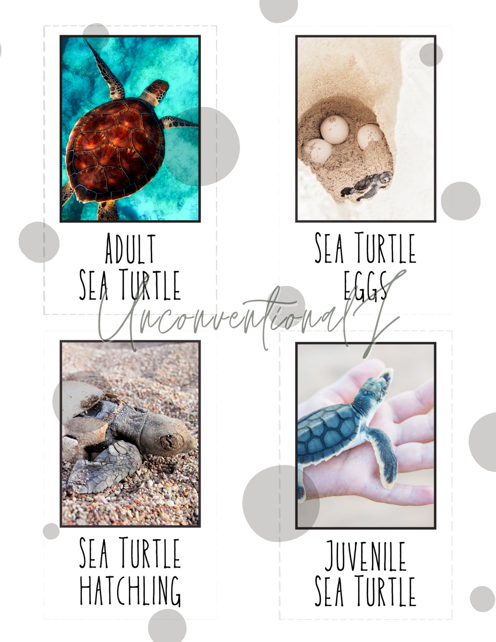 Sea Turtle Life Cycle Matching Cards: Homeschool Printable (PDF) - Etsy