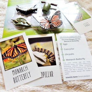 FLASH CARDS Plus Butterfly Figure Set Matching Cards Life Cycle Monarch ...