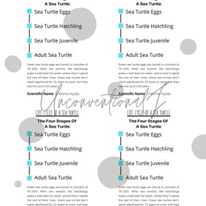 FLASH CARDS PRINTABLE: Green Sea Turtle Life Cycle Matching Cards ...