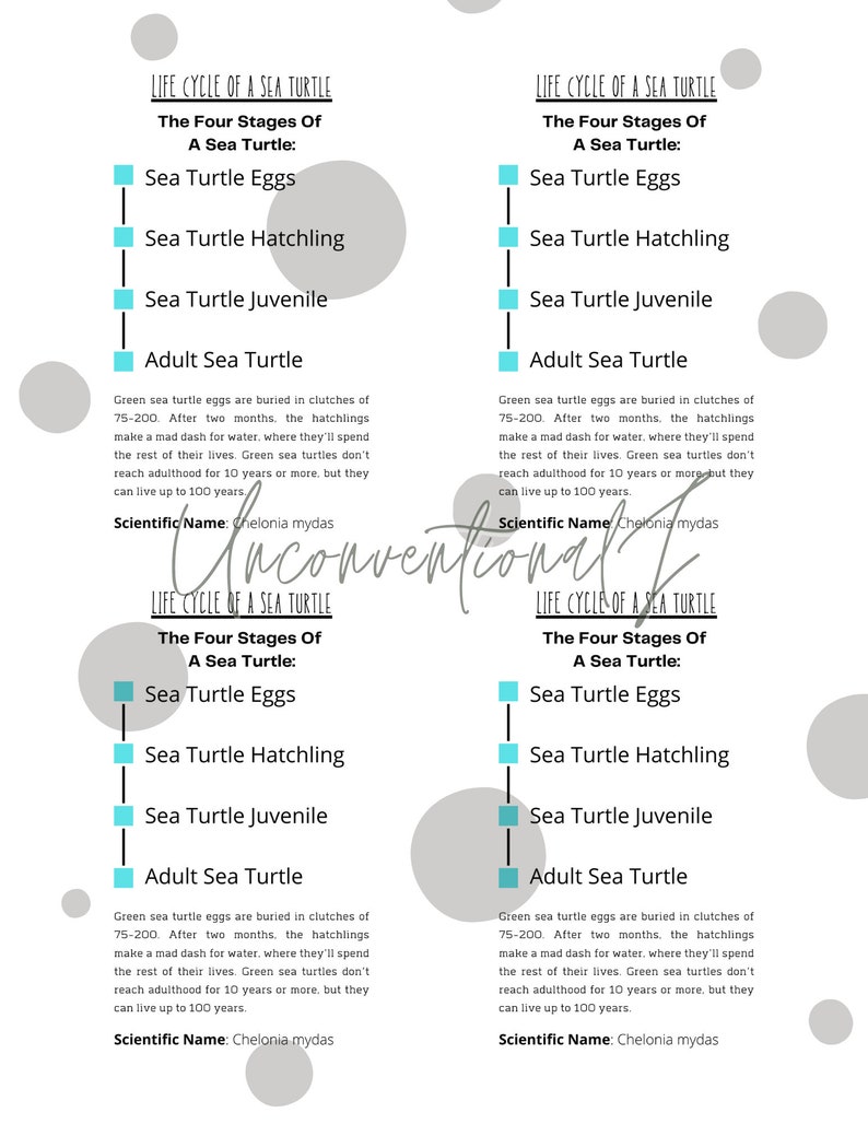 Sea Turtle Life Cycle Matching Cards: Homeschool Printable (PDF) - Etsy