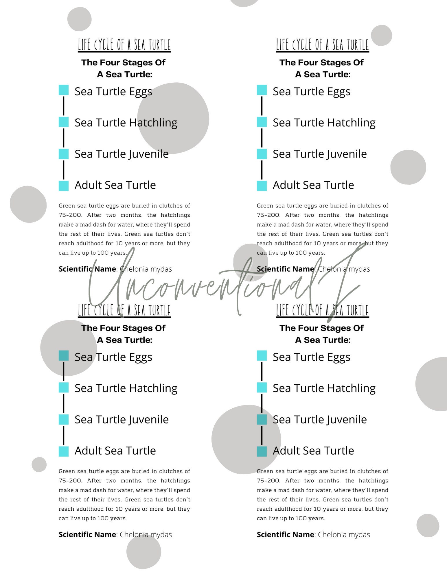 FLASH CARDS PRINTABLE: Green Sea Turtle Life Cycle Matching - Etsy