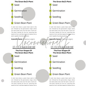 PRINTABLE Green Bean Plant Life Cycle Matching Cards Identification ...