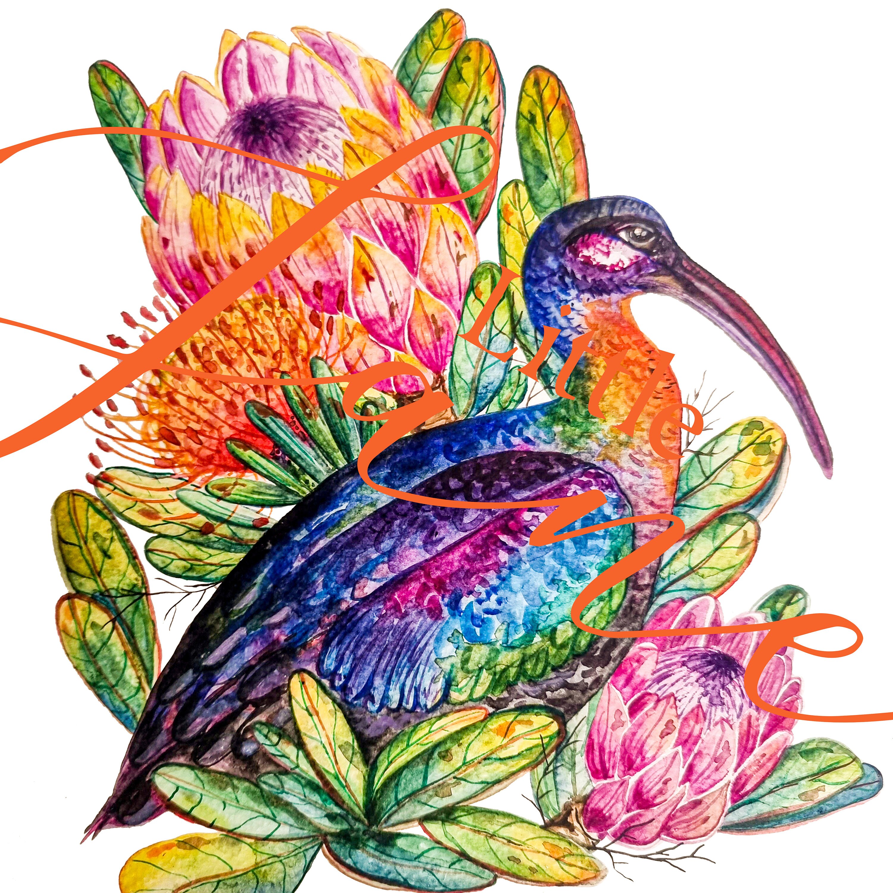 Digital Hadeda & Fynbos Download PRINTABLE Watercolour Botanical Print ...