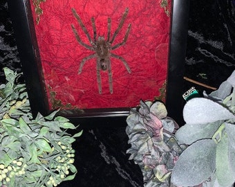 Spider Shadow Box - Etsy