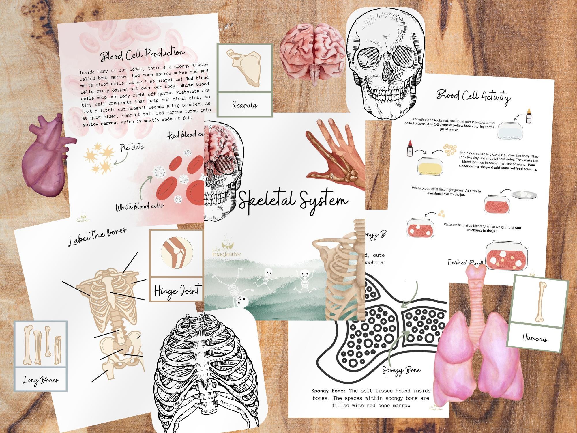Skeletal System Unit Study | Human Body Science, Bone Flashcards ...