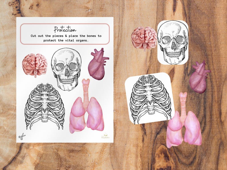 Skeletal System Unit Study | Human Body Science, Bone Flashcards ...