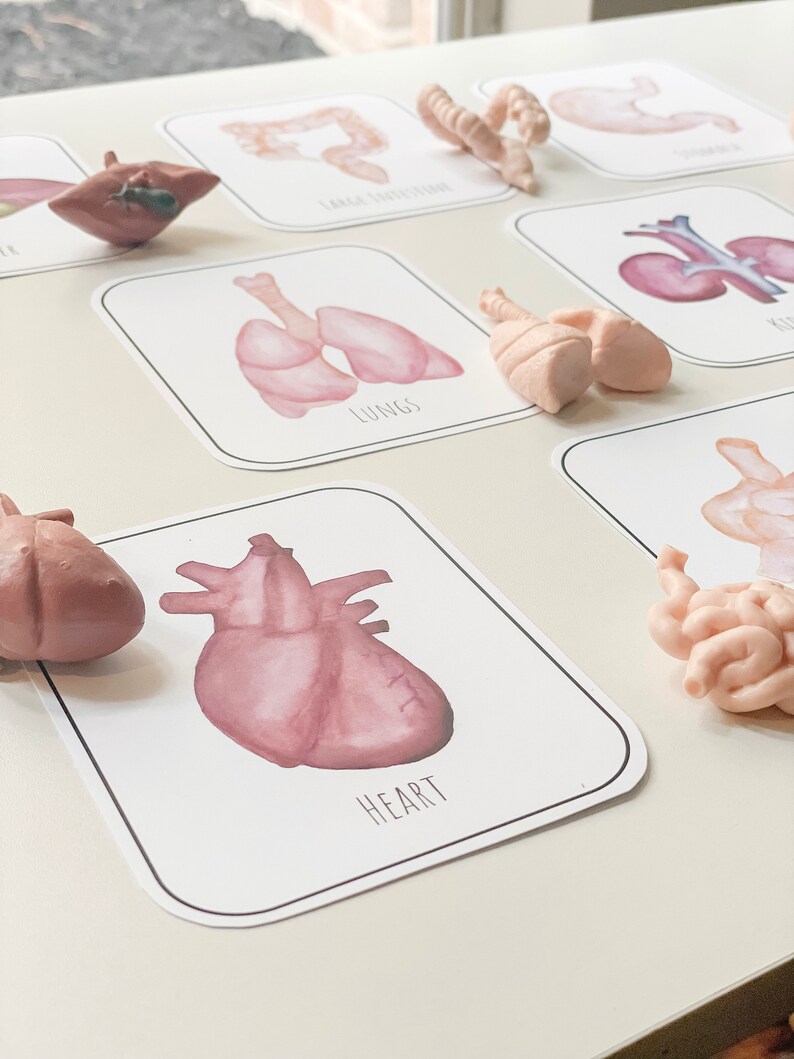 Human Organs Card Set Digital Download Anatomy Flash Cards for - Etsy