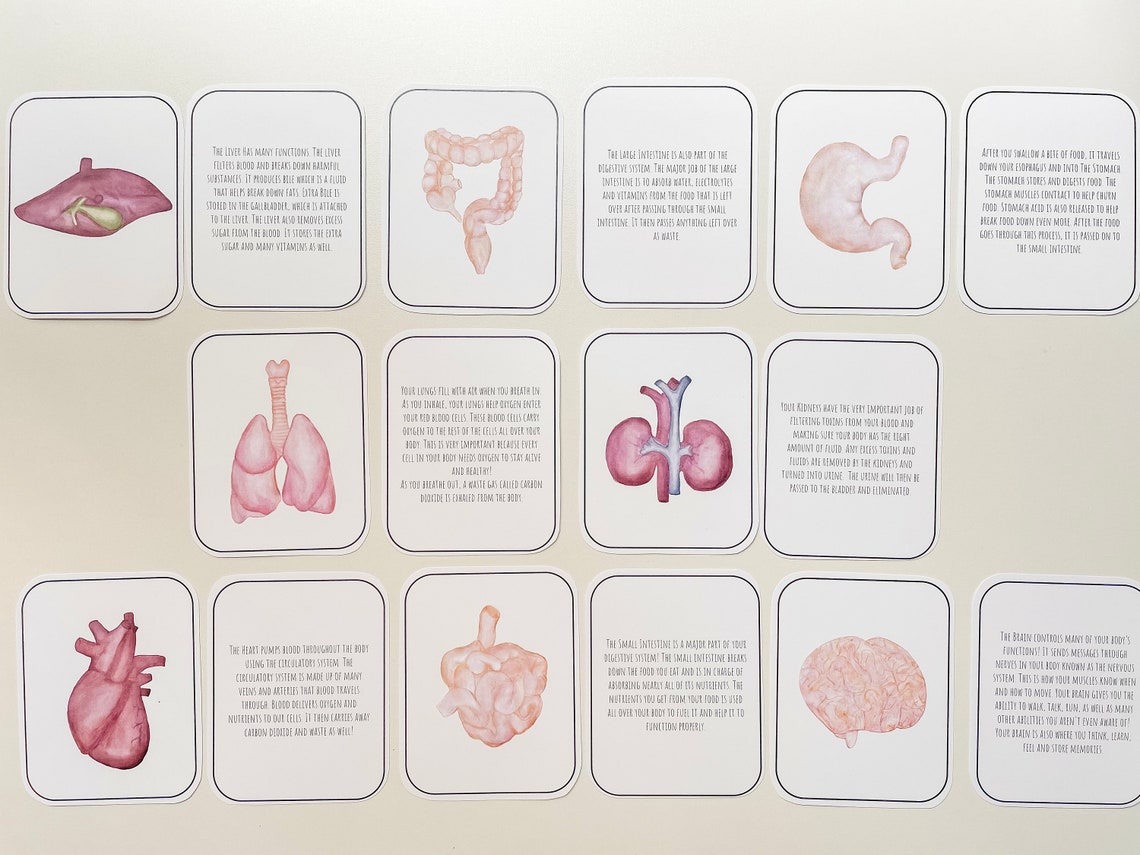 Human Organs Card Set Digital Download Anatomy Flash Cards for - Etsy