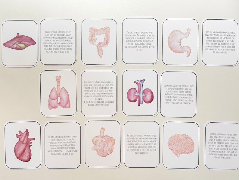 Human Organs Card Set Digital Download Anatomy Flash Cards for - Etsy