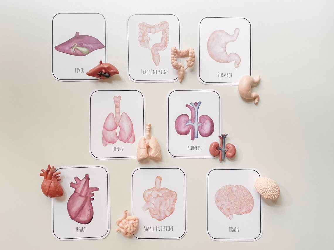 Human Organs Card Set Digital Download Anatomy Flash Cards for Toddlers ...