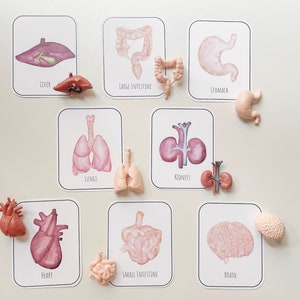 Human Organs Card Set Digital Download Anatomy Flash Cards for Toddlers ...