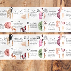 Human Body Systems Cards for Kids Homeschool Anatomy Resources ...