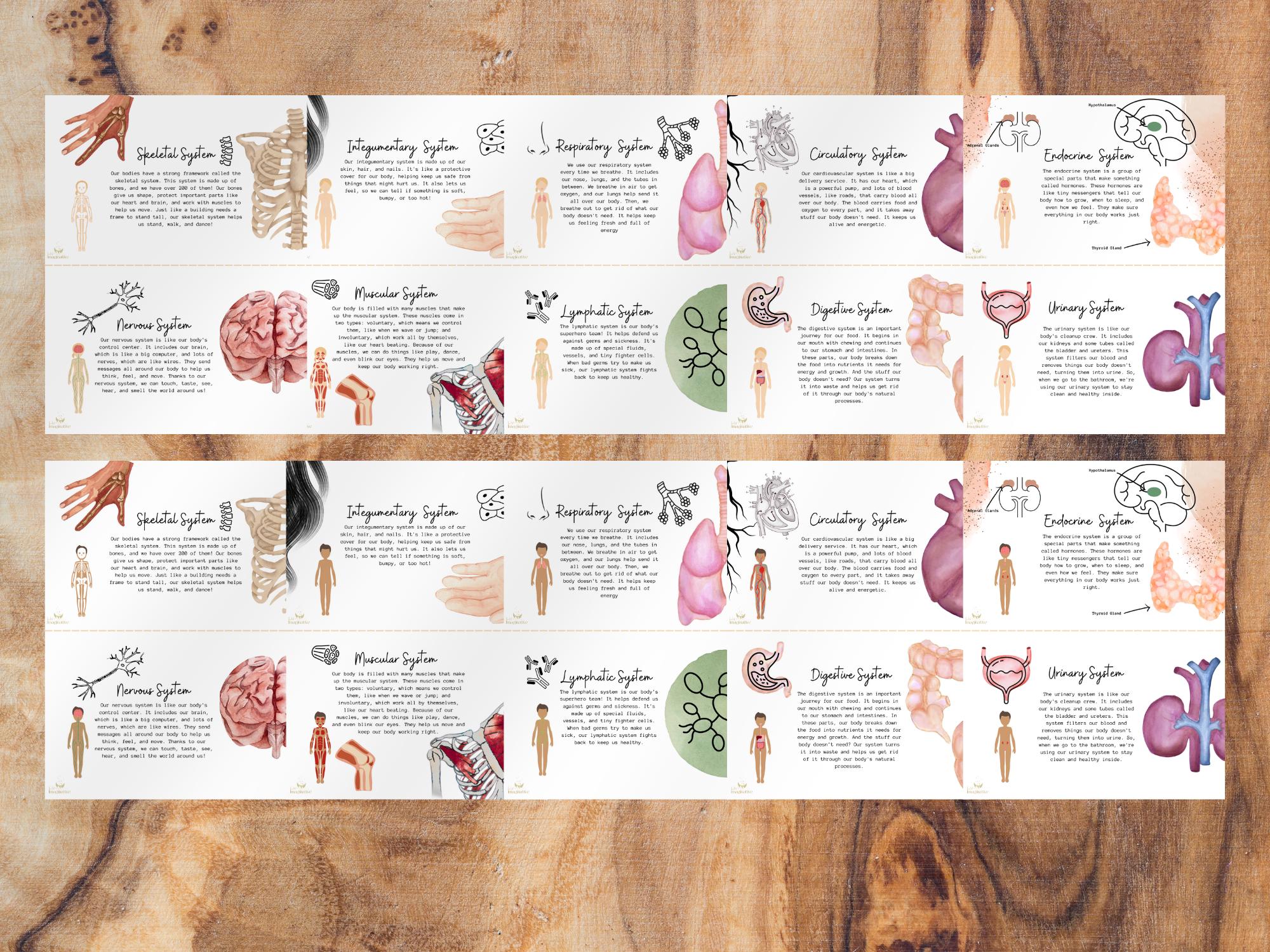 Human Body Systems Cards for Kids Homeschool Anatomy Resources ...
