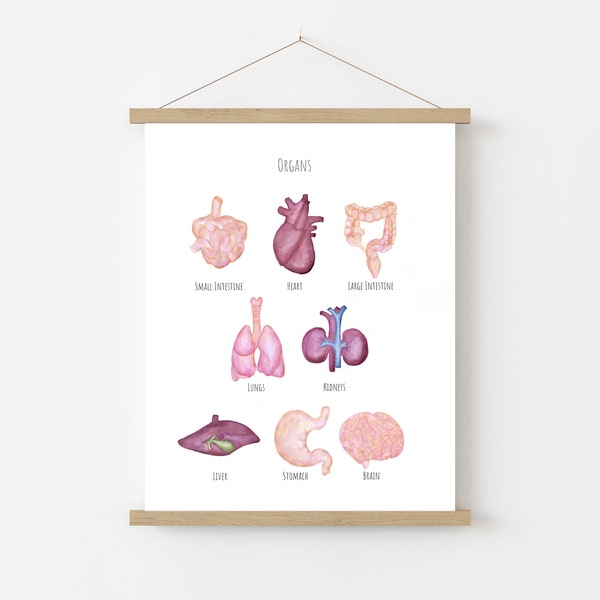 Human Organs for Kids Poster - Etsy