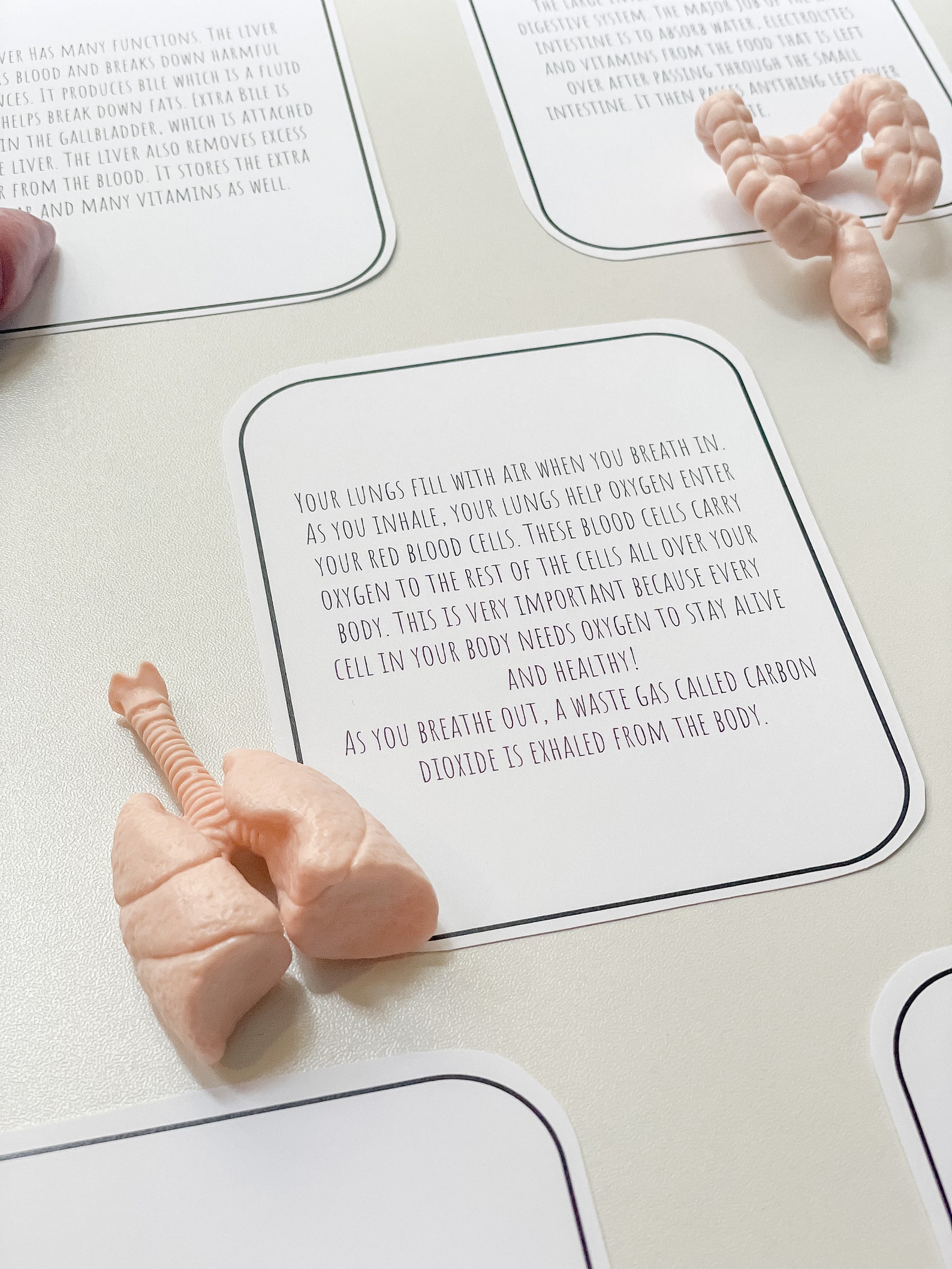 Human Organs Card Set Digital Download Anatomy Flash Cards for Toddlers ...