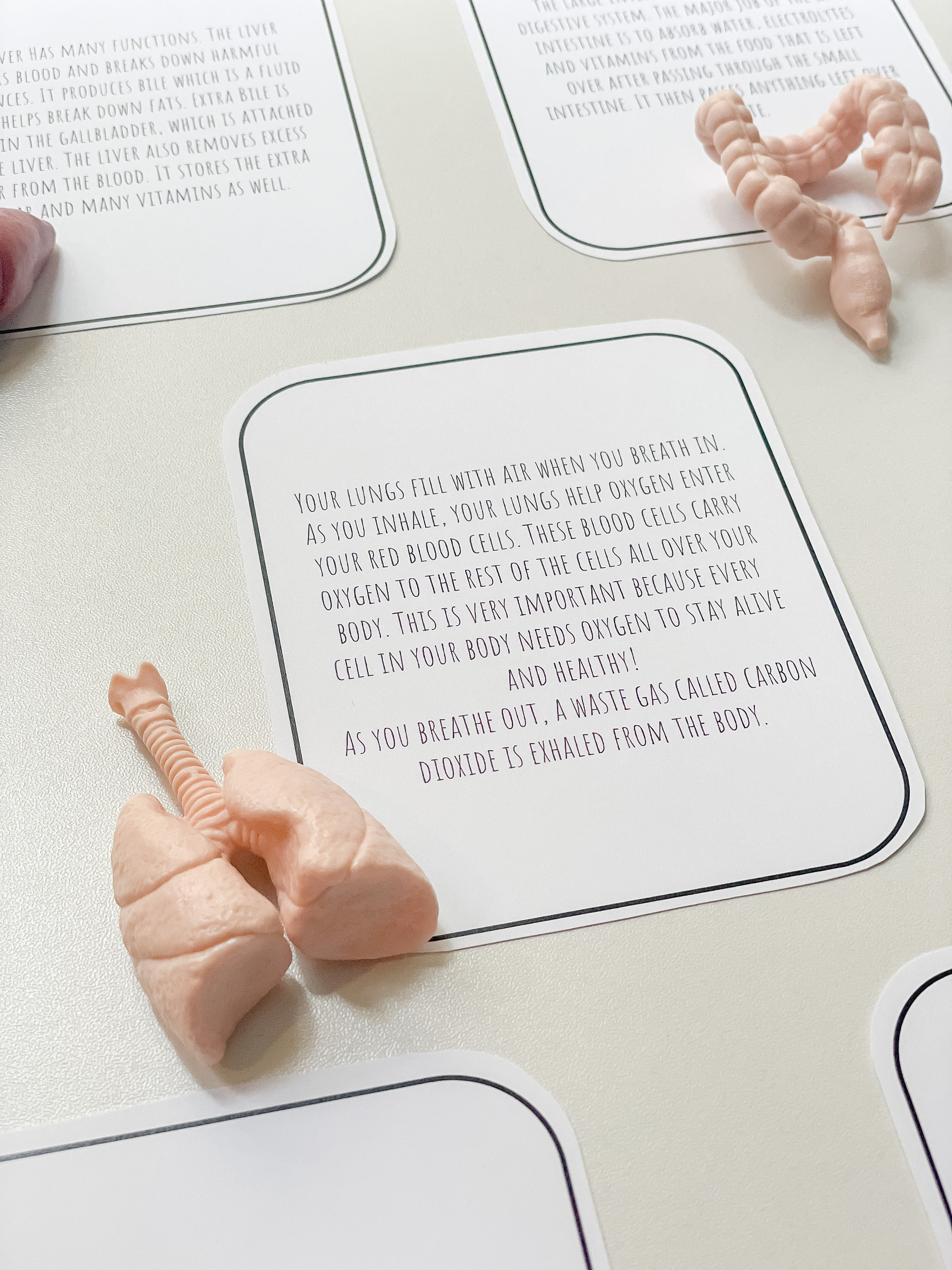 Human Organs Card Set Digital Download Anatomy Flash Cards for Toddlers ...